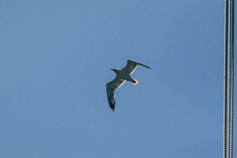 Classic Mount Athos Cruise - Athos Cruise